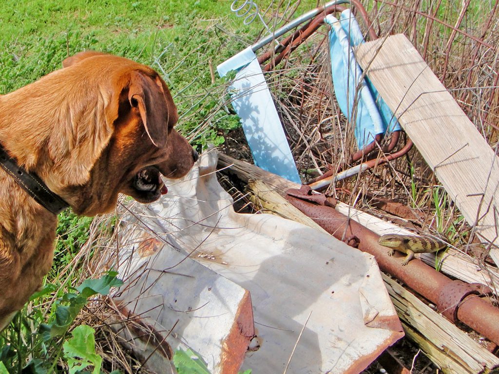 HTTYD Fanart Gallery #7 – A Dragon Fantasy | We Have Dragons!